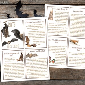 BATS Mini Poster, Fact Cards and 3 Part Cards, Nature, Digital DIY ...