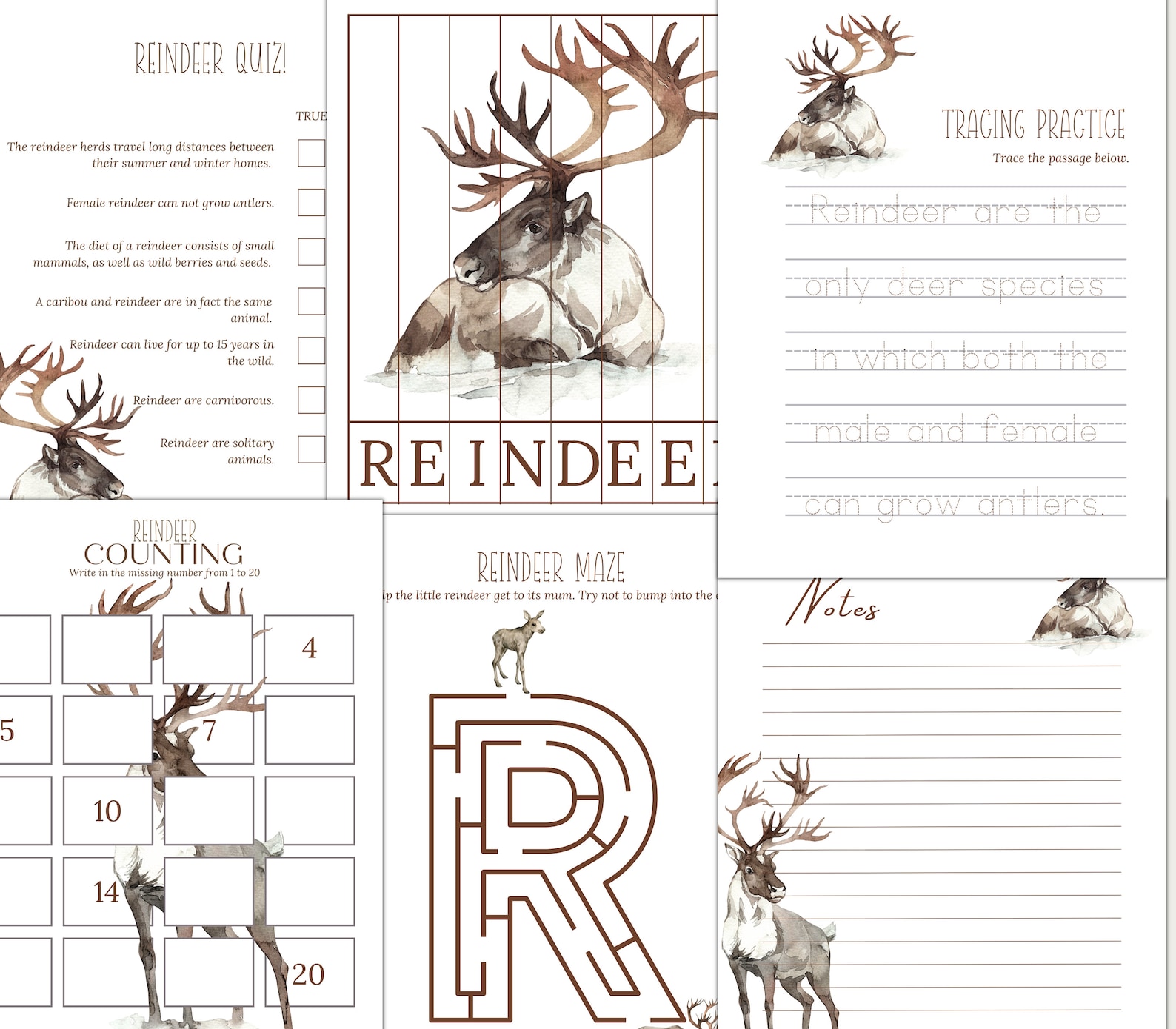 Reindeer Unit Study: Homeschool Science, Anatomy, Life Cycle (instant ...