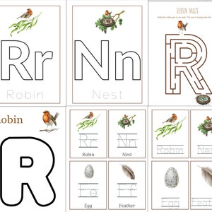 EUROPEAN ROBIN Unit Study, Life Cycle, Anatomy, Nature Study, Science ...