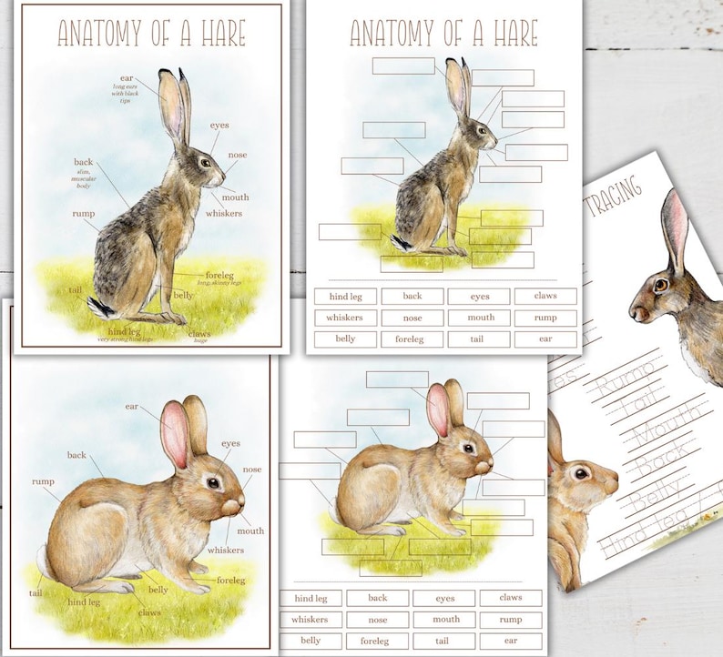 Rabbit and Hare Unit Study: Homeschool Printable (instant Download) - Etsy
