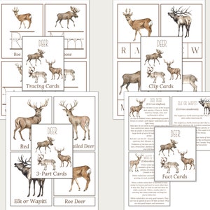 Deer Unit Study: Life Cycle, Anatomy, Homeschool Printable (instant ...