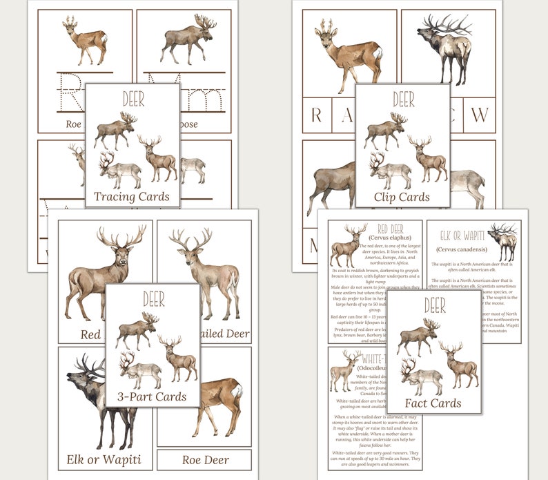 DEER Unit Study Life Cycle Anatomy Nature Study Science - Etsy