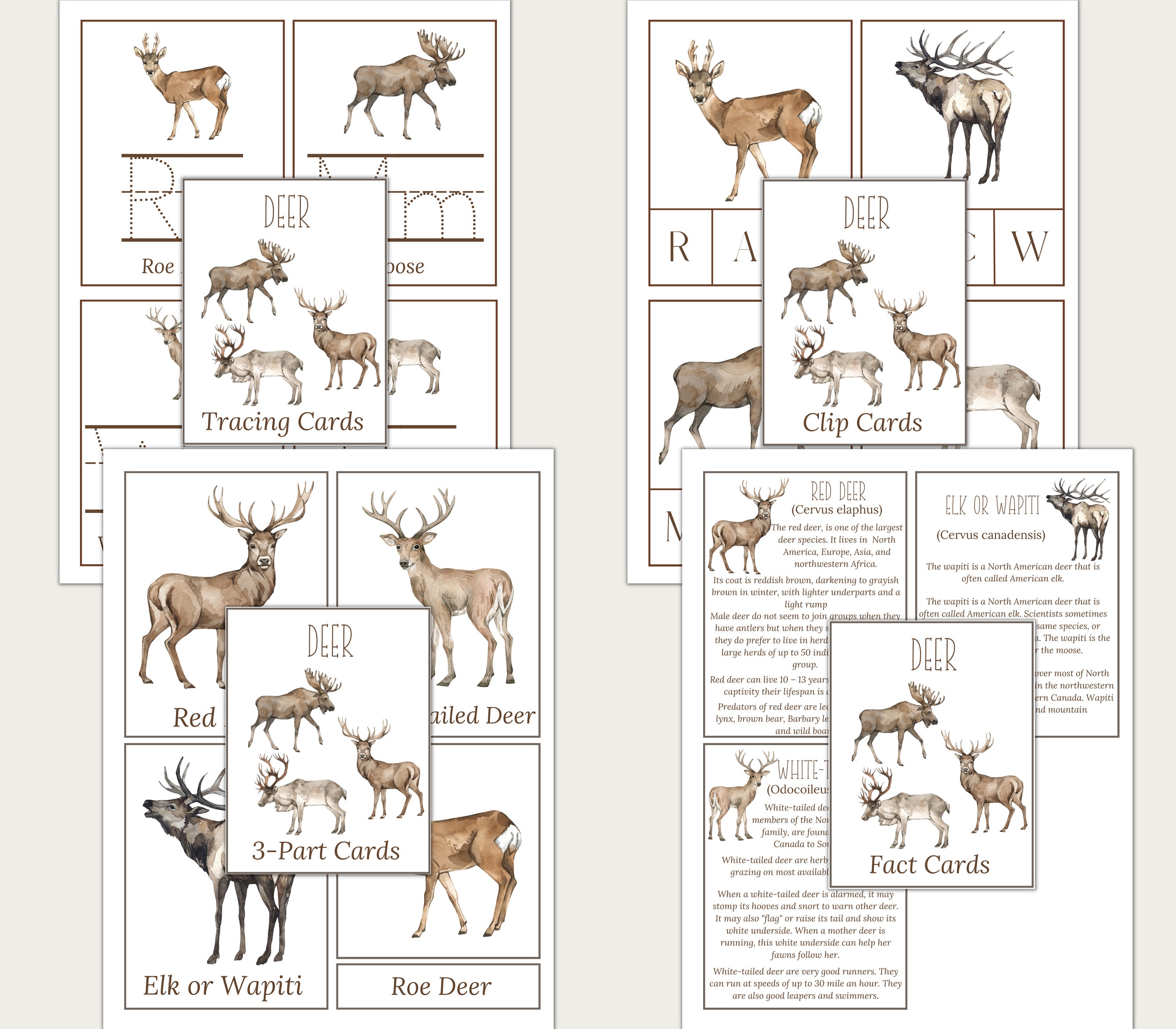 Deer Unit Study: Life Cycle, Anatomy, Homeschool Printable (instant ...