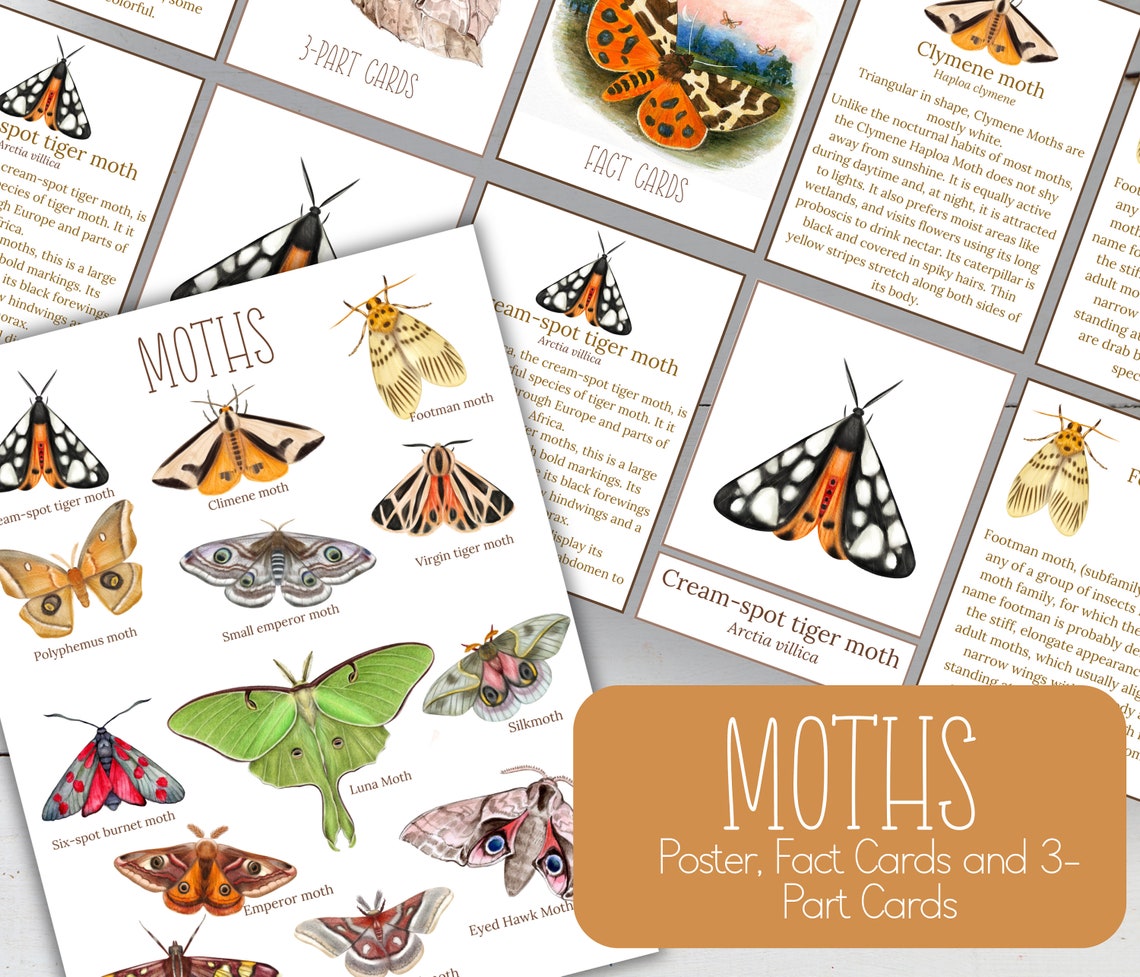 Moths Unit Study: Life Cycle, Anatomy, Homeschool Printable (instant ...