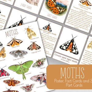 Moths Unit Study: Life Cycle, Anatomy, Homeschool Printable (instant ...