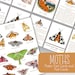 Moths Unit Study: Life Cycle, Anatomy, Homeschool Printable (instant ...