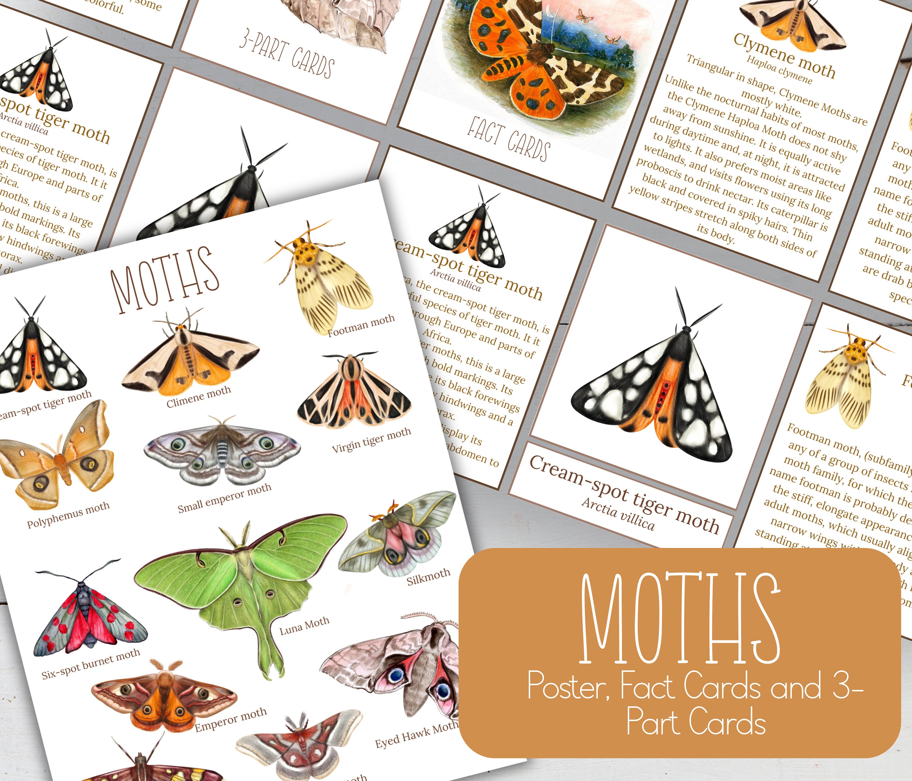 Moths Unit Study: Life Cycle, Anatomy, Homeschool Printable (instant ...