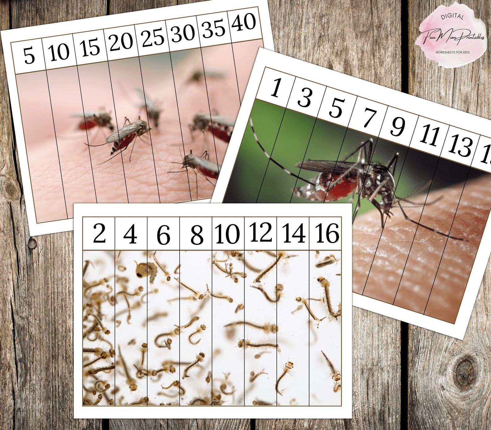 MOSQUITO Unit Study Life Cycle Anatomy Nature Study - Etsy