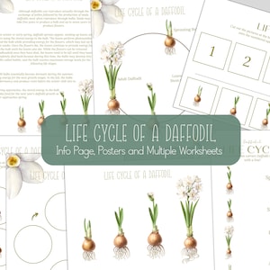 Daffodil Unit Study: Homeschool Science Printable (instant Download) - Etsy