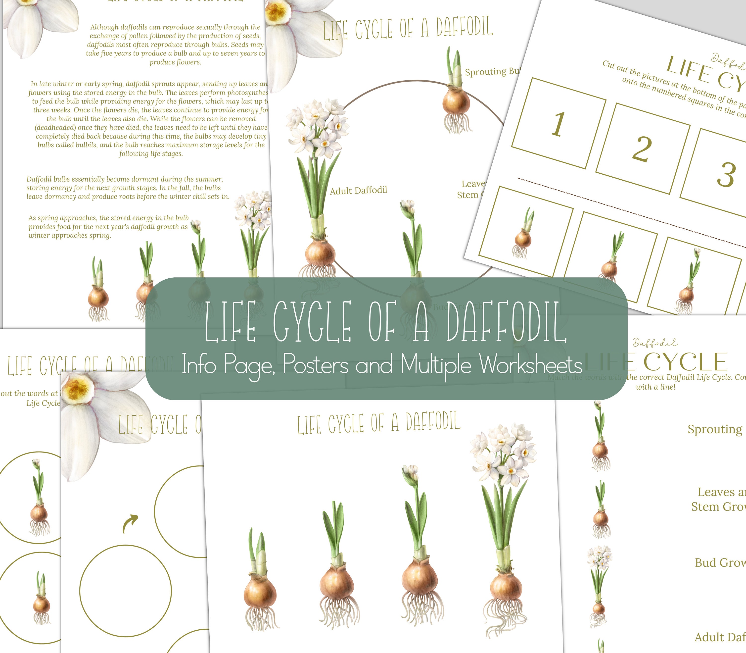 DAFFODIL Unit Study Life Cycle Anatomy Nature Study - Etsy UK