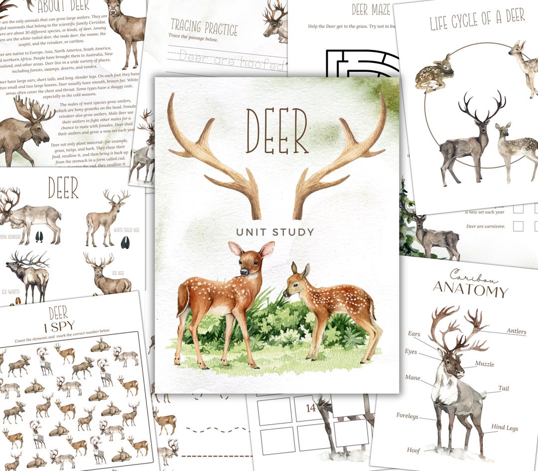 Deer Unit Study: Life Cycle, Anatomy, Homeschool Printable (instant ...