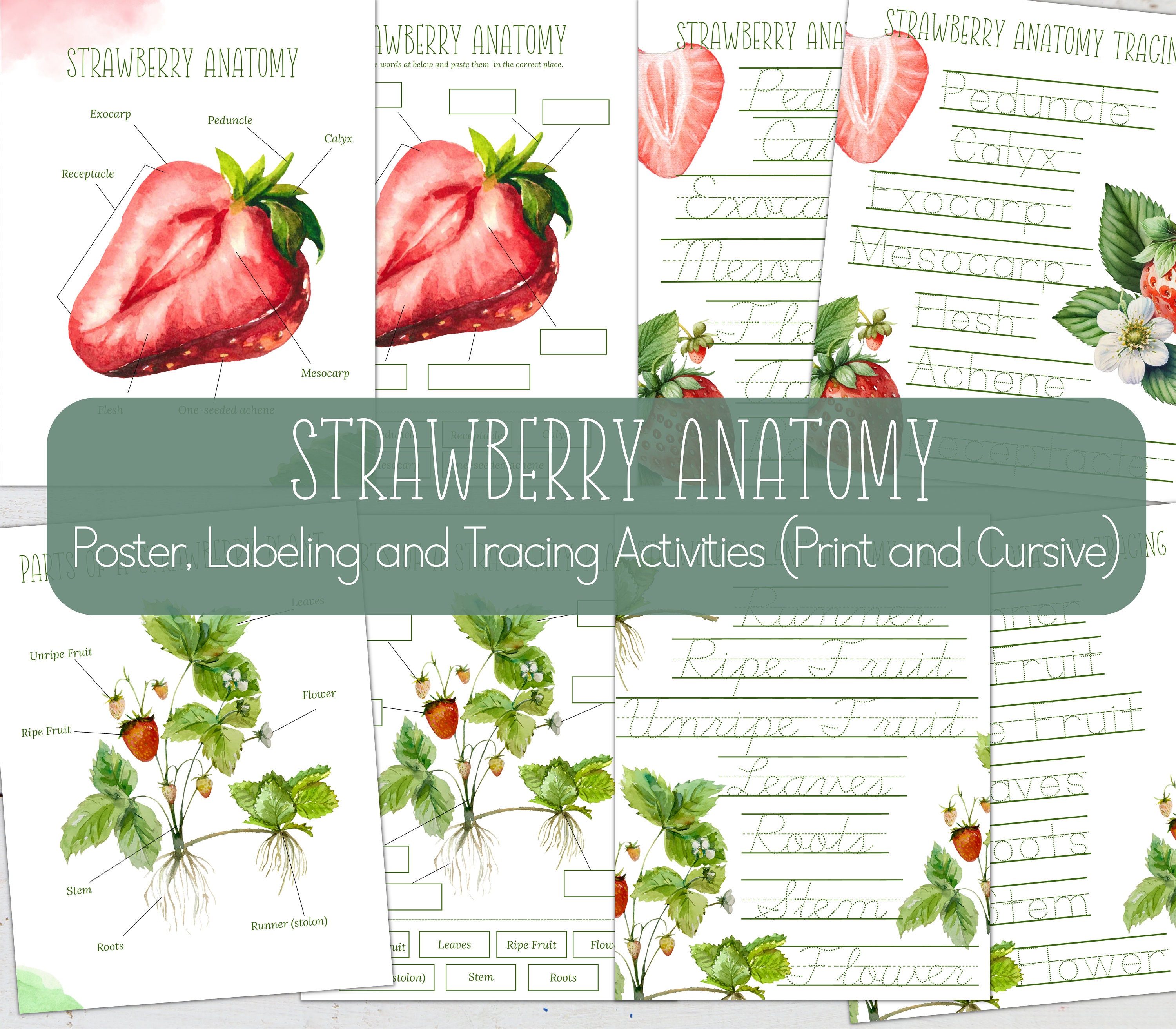STRAWBERRIES Unit Study, Life Cycle, Anatomy, Nature Study, Science ...