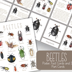 Beetles Unit Study: Homeschool Science Printable (instant Download) - Etsy