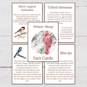 WINTER BIRDS Fact Cards, 3 Part Cards and Mini Poster, Nature, Digital ...