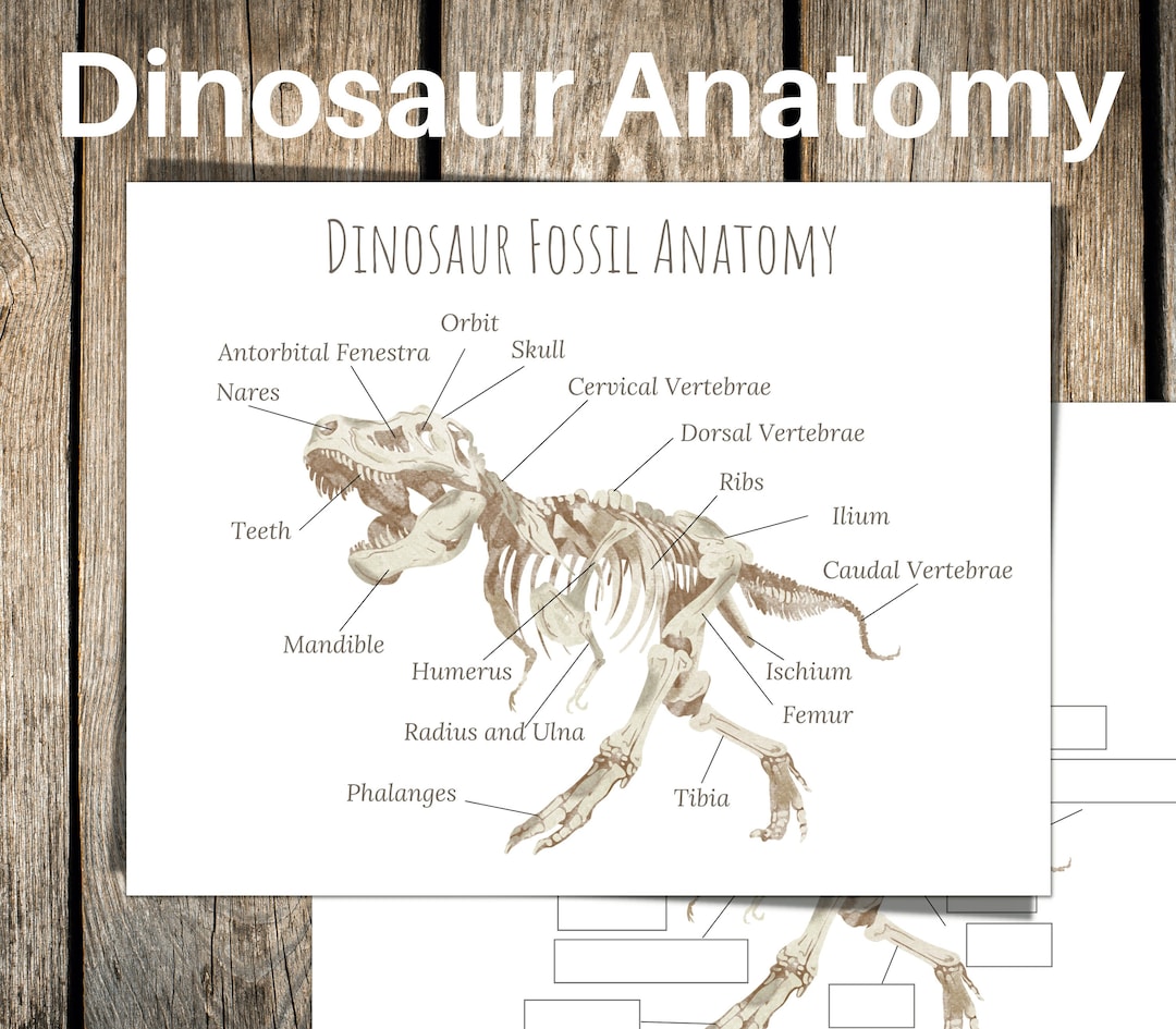 DINOSAUR Anatomy, Poster and Labeling Activity, Homeschool, Instant ...