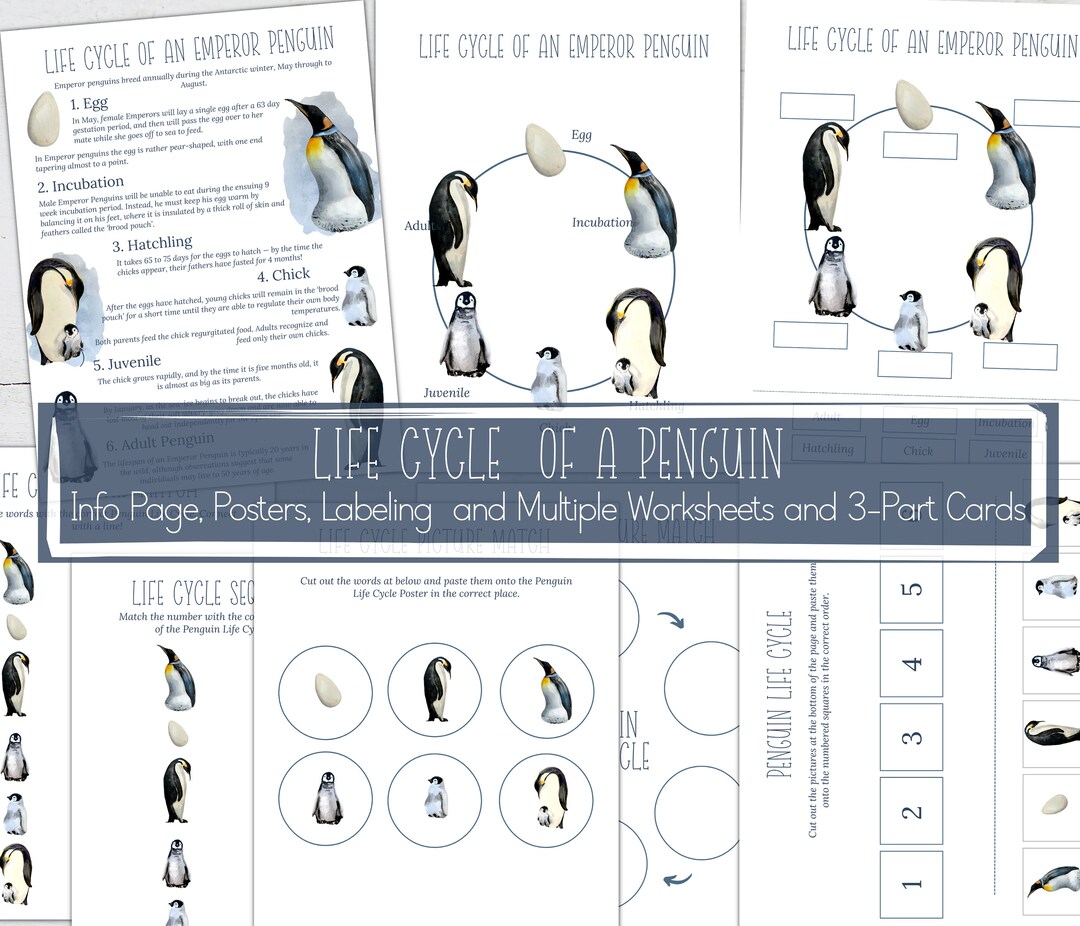 PENGUIN Life Cycle, Nature Study, Homeschool Printable, Instant ...