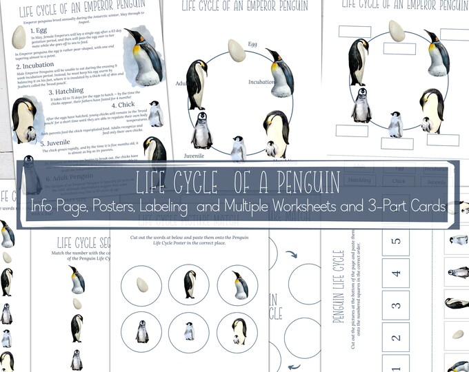 Foldable Penguin Life Cycle Learning Activity for Kids A4 and 11x8.5 ...