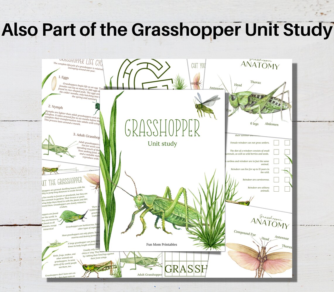 GRASSHOPPER Anatomy Posters Labeling and Tracing - Etsy