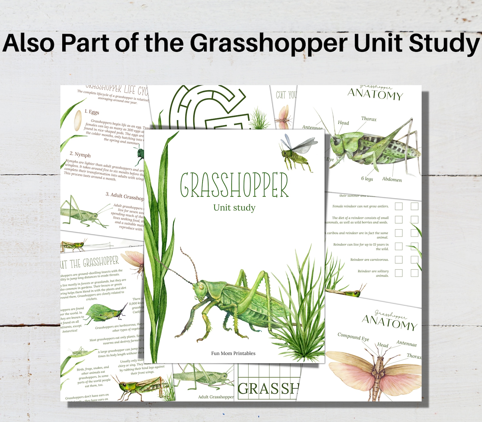 GRASSHOPPER Anatomy Posters Labeling and Tracing - Etsy