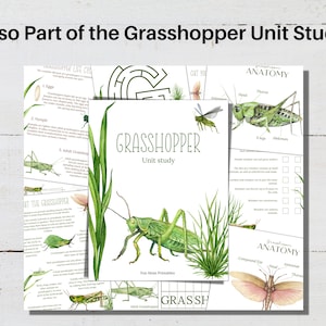 GRASSHOPPER Anatomy, Posters + Labeling and Tracing Activities ...