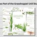GRASSHOPPER Anatomy, Posters Labeling and Tracing Activities ...