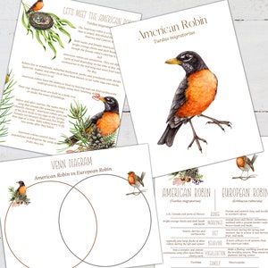 AMERICAN ROBIN Unit Study, Life Cycle, Anatomy, Nature Study, Science ...
