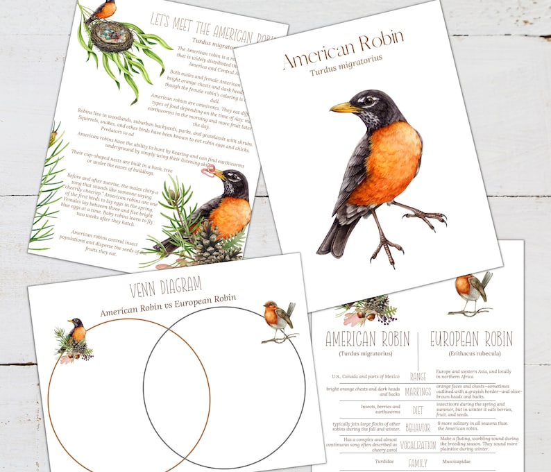 American Robin Unit Study: Homeschool Science Printable (instant ...