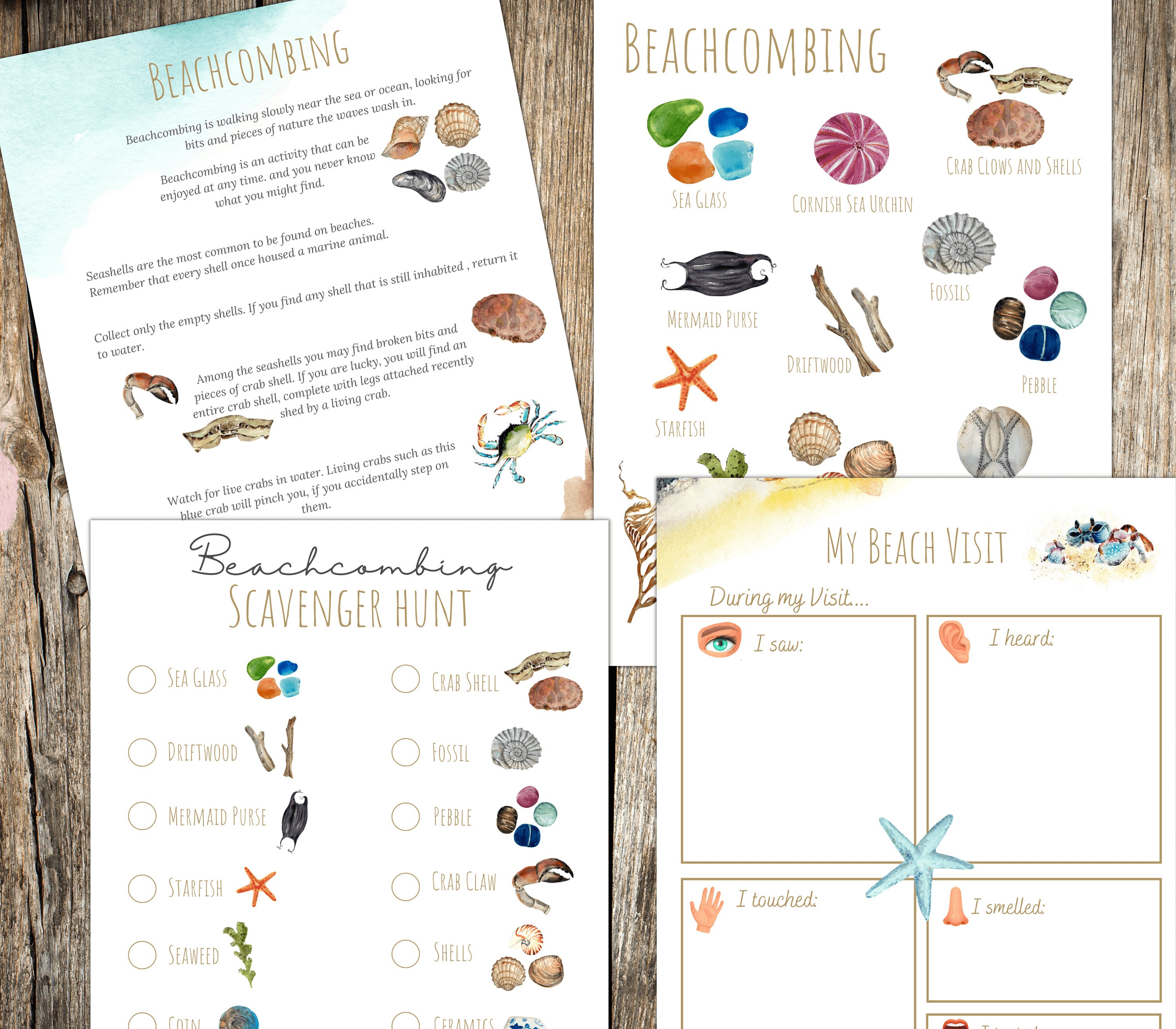 BEACH Unit Study Anatomy Nature Study Science Handwriting - Etsy