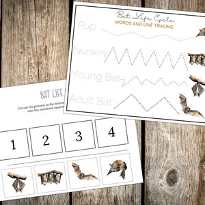 BAT Life Cycle Nature Study Homeschool Printable Instant - Etsy