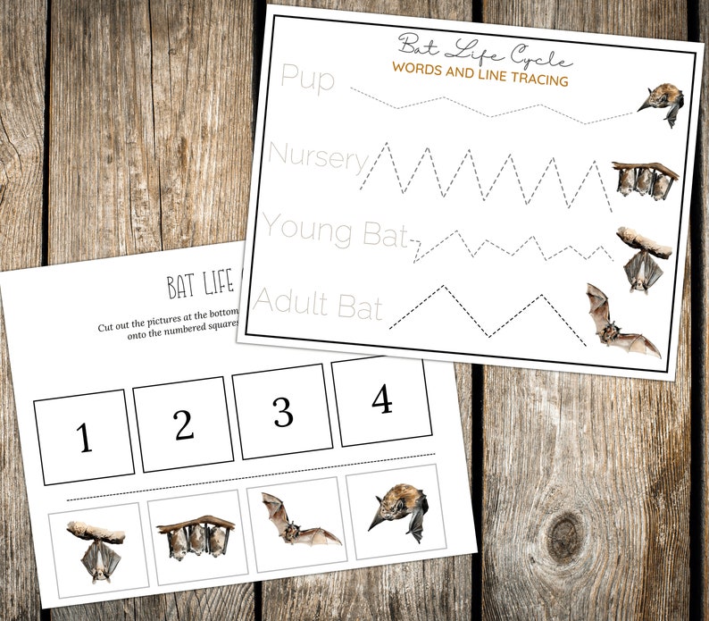 BAT Life Cycle Nature Study Homeschool Printable Instant - Etsy