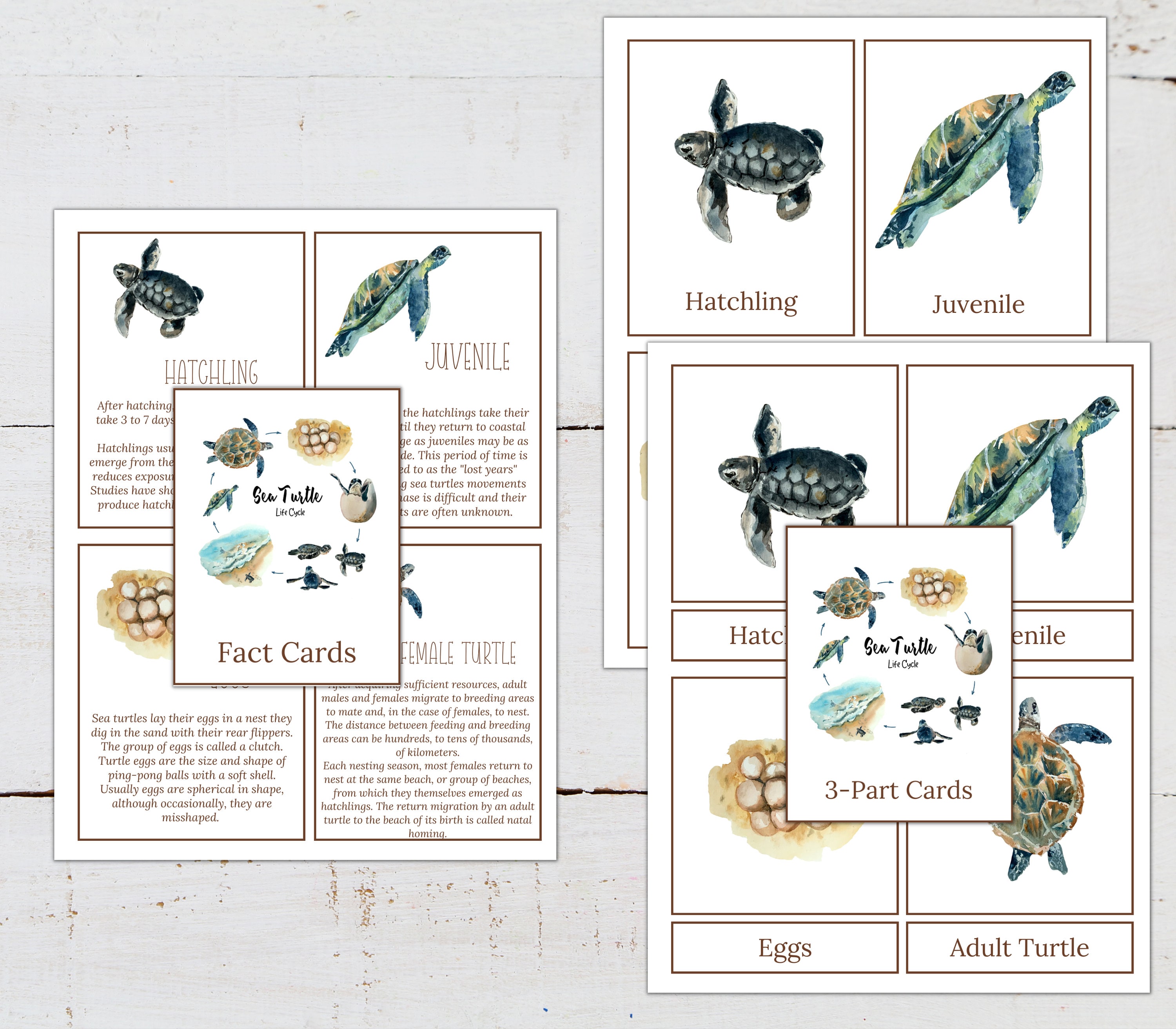 SEA TURTLE Life Cycle Nature Study Homeschool Printable - Etsy