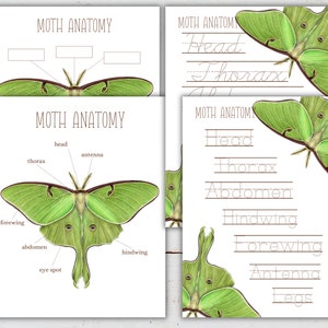 MOTHS Unit Study, Life Cycle, Anatomy, Nature Study, Science ...