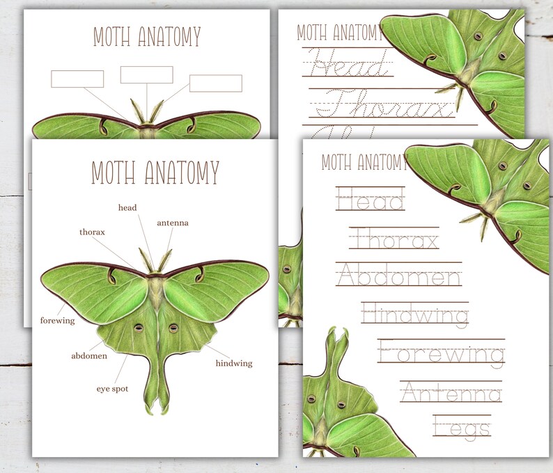 Moths Unit Study: Life Cycle, Anatomy, Homeschool Printable (instant ...