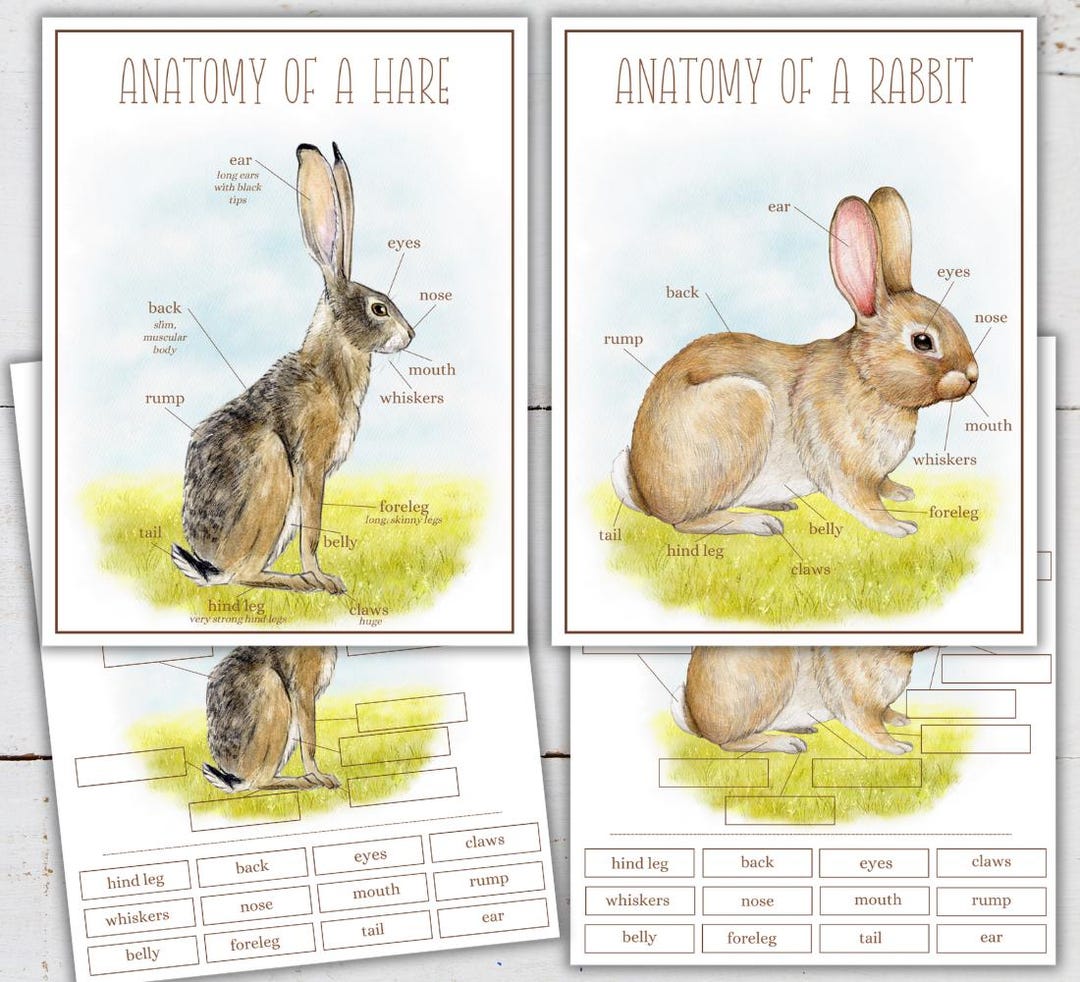 HARE and RABBIT Anatomy, Poster and Labeling Activity, Homeschool ...
