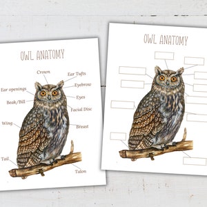 Owls Unit Study: Life Cycle, Anatomy, Homeschool Printable (INSTANT ...