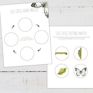 LARGE WHITE BUTTERFLY Life Cycle, Nature Study, Homeschool Printable ...