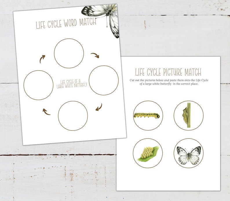 LARGE WHITE BUTTERFLY Life Cycle Nature Study Homeschool - Etsy