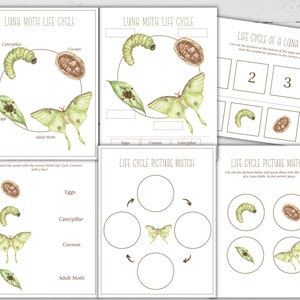Moths Unit Study: Life Cycle, Anatomy, Homeschool Printable (instant ...