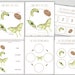 Moths Unit Study: Life Cycle, Anatomy, Homeschool Printable (instant ...
