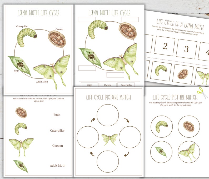 Moths Unit Study: Life Cycle, Anatomy, Homeschool Printable (instant ...