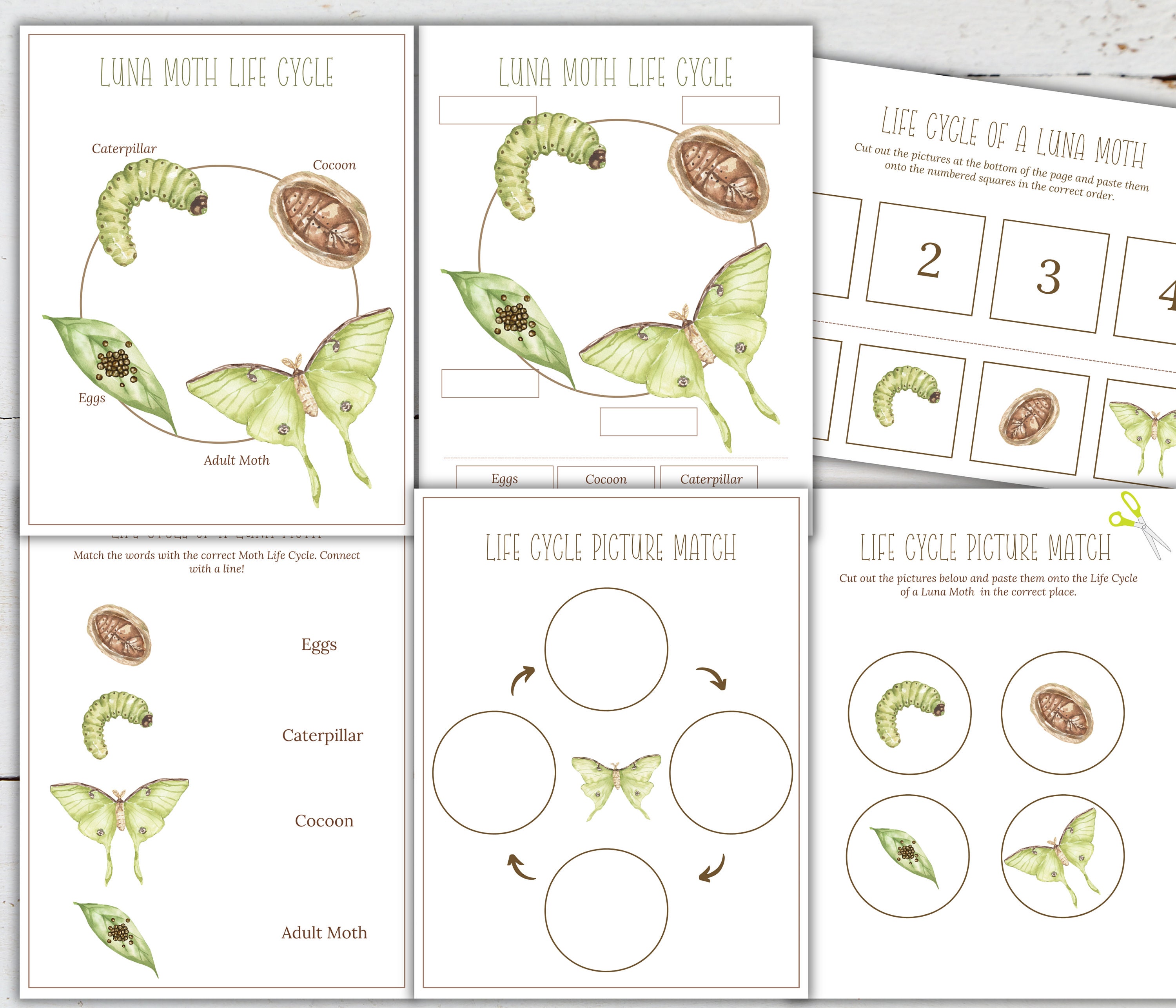 Moths Unit Study: Life Cycle, Anatomy, Homeschool Printable (instant ...