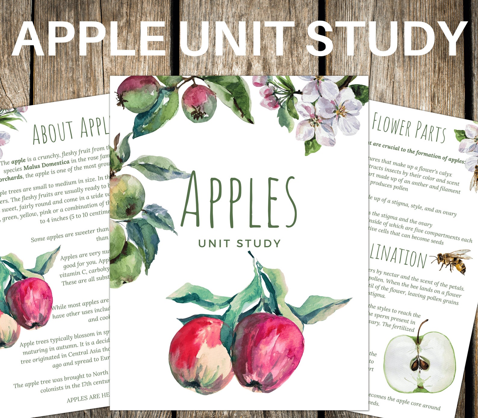 APPLE Unit Study Life Cycle Anatomy Nature Study Science - Etsy