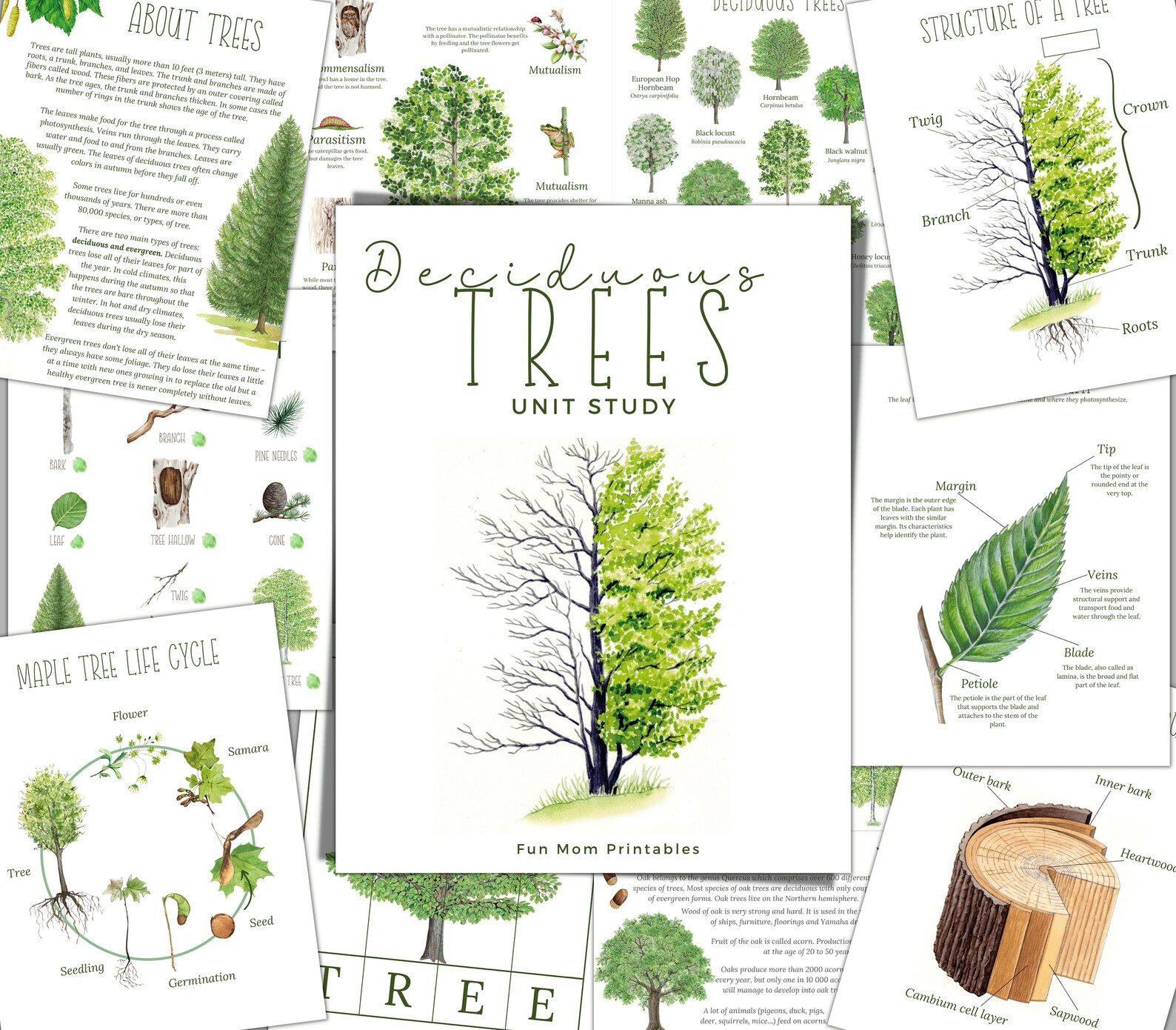 Trees Unit Study Bundle: Deciduous, Coniferous, Oak (instant Download ...