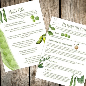 PEA Plant Unit Study, Life Cycle, Anatomy, Nature Study, Science ...