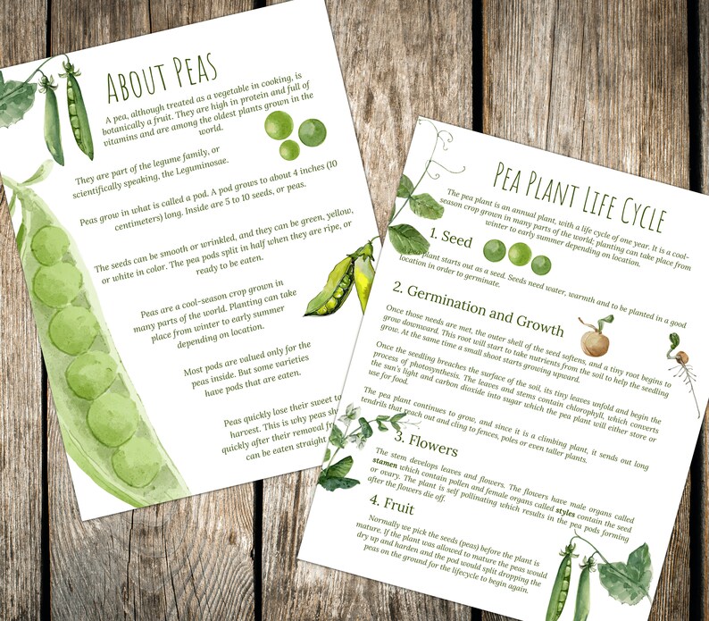PEA Plant Unit Study Life Cycle Anatomy Nature Study - Etsy