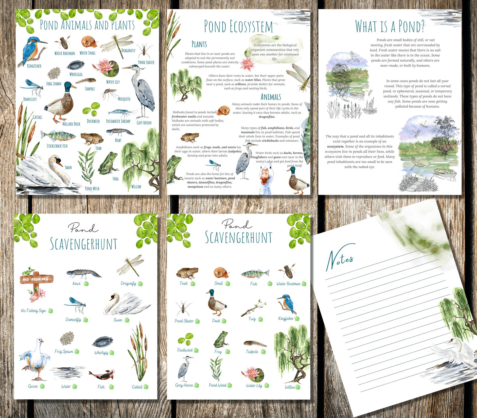 POND Unit Study Animals and Plants Unit Life Cycle Anatomy - Etsy