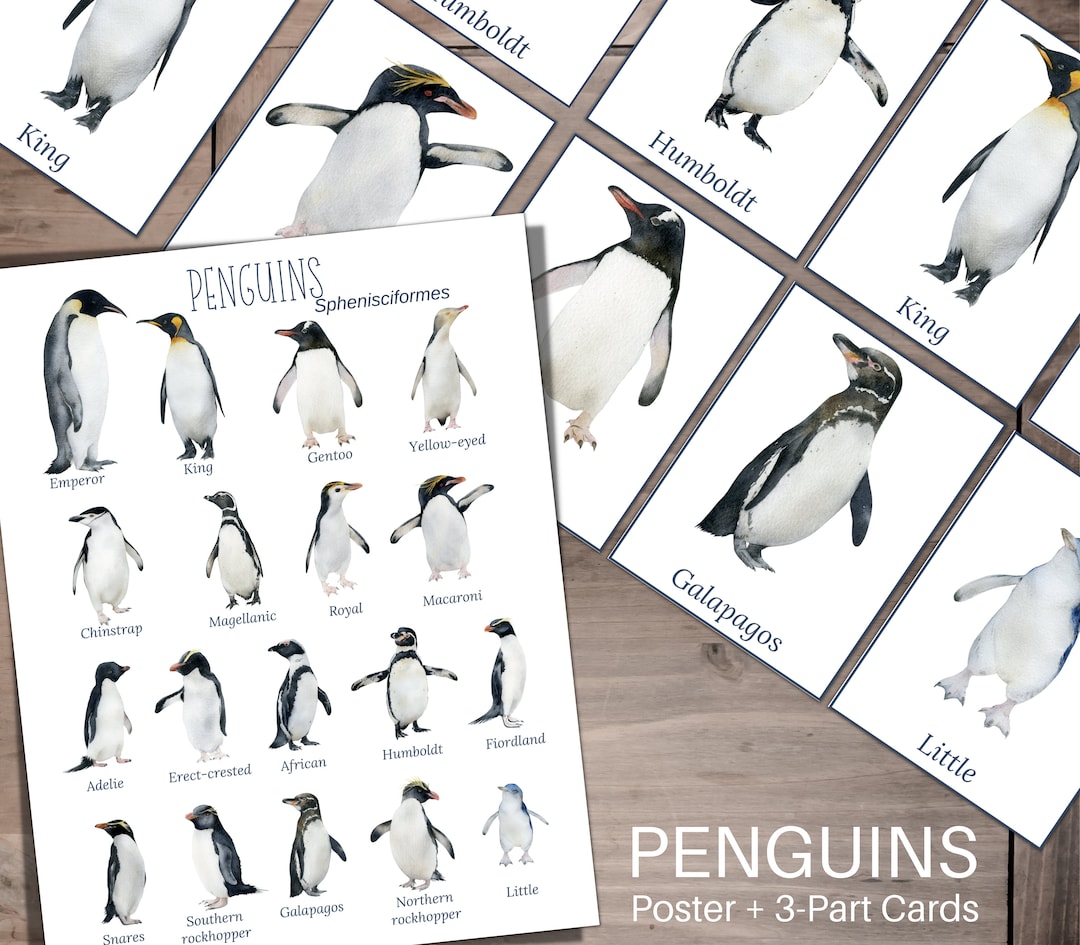 PENGUINS Poster + 3-part Cards, Montessori, Instant Download - Etsy