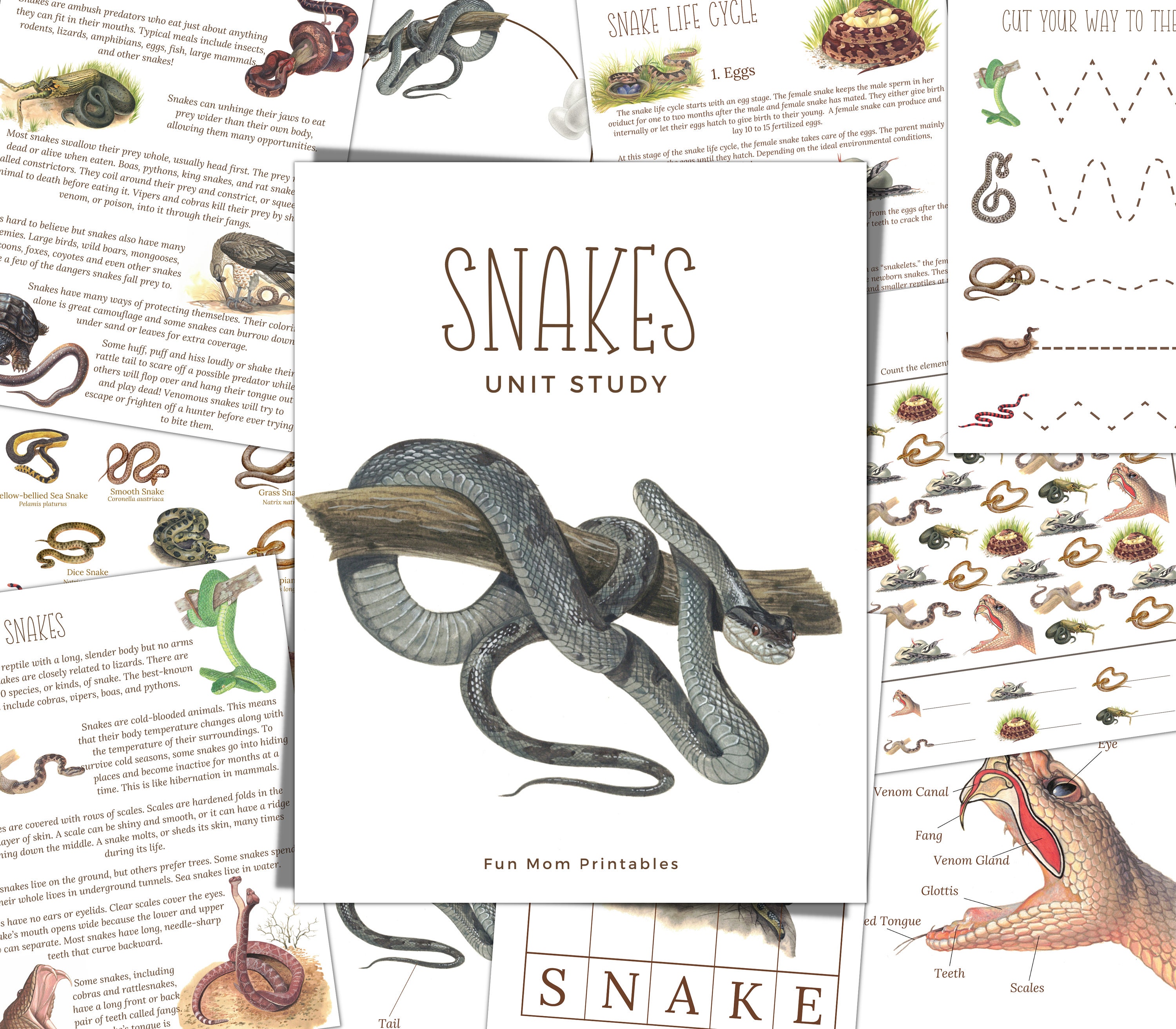 Reptiles Unit Study Bundle: Snakes, Crocodile, Sea Turtle (homeschool ...