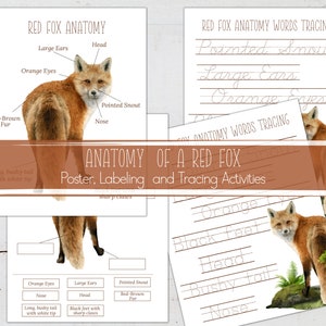 Red Fox Unit Study: Life Cycle, Anatomy, Homeschool Printable (instant ...