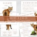Red Fox Unit Study: Life Cycle, Anatomy, Homeschool Printable (instant ...